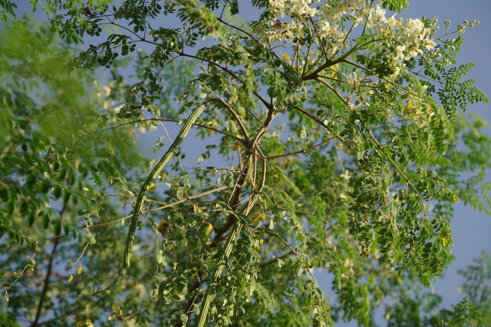 How to Grow Moringa: A Complete Planting Guide